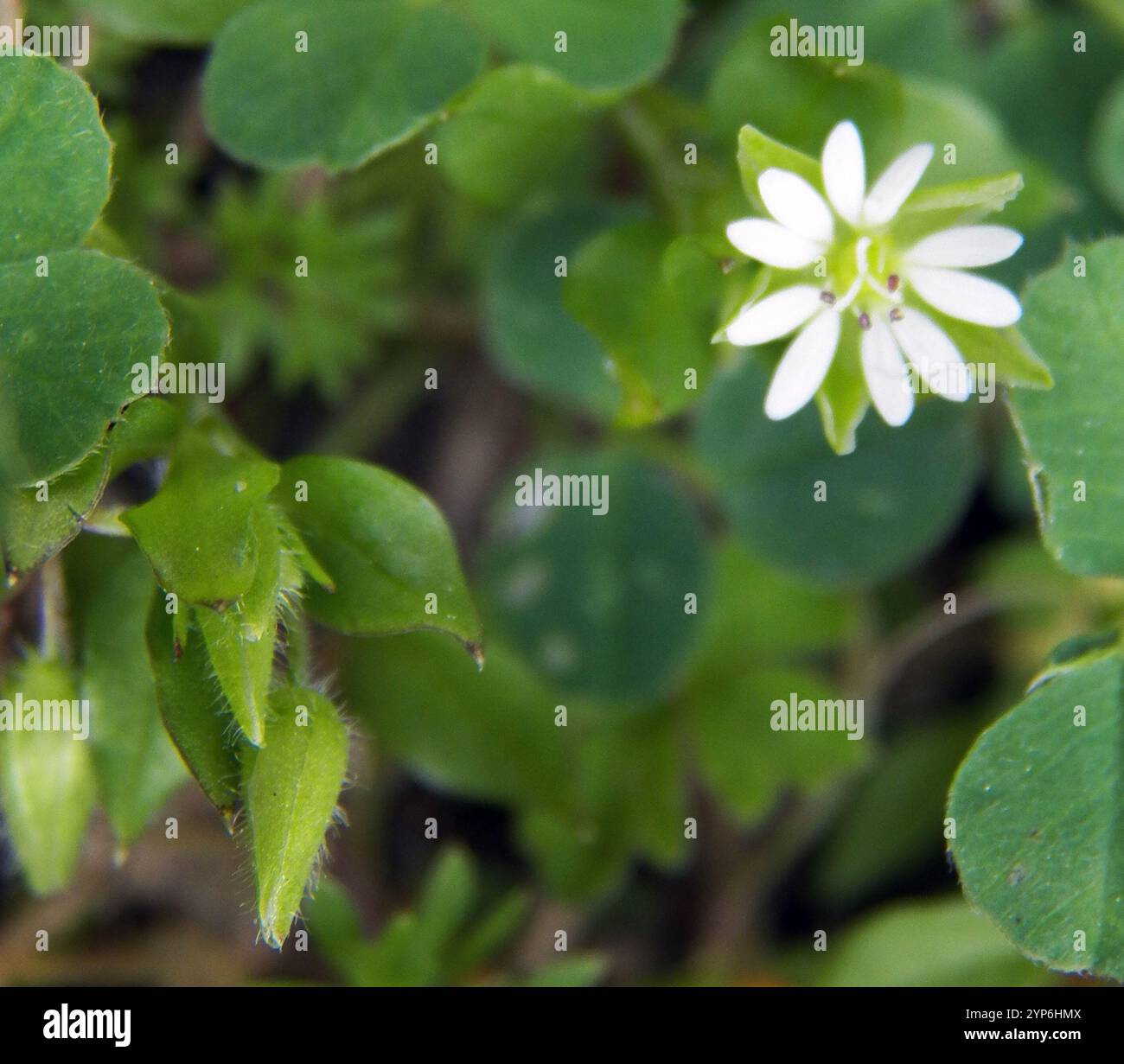 common chickweed (Stellaria media Stock Photo - Alamy