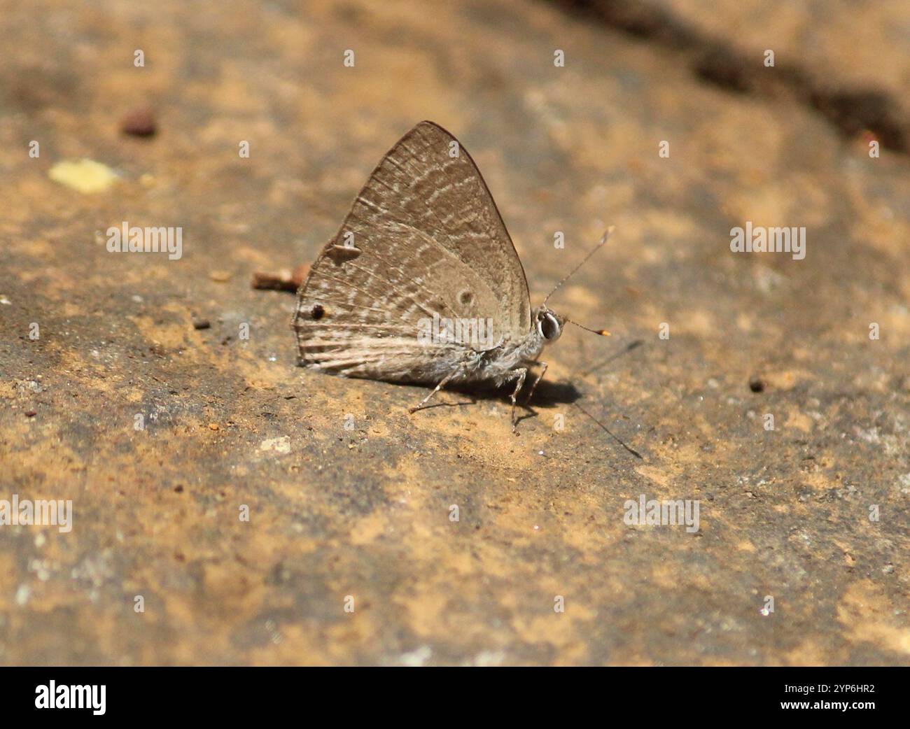 Anthene hi-res stock photography and images - Alamy