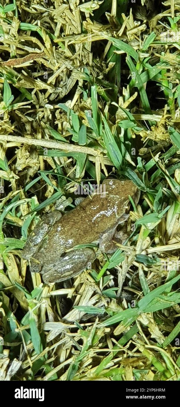 Desert Tree Frog (Litoria rubella Stock Photo - Alamy