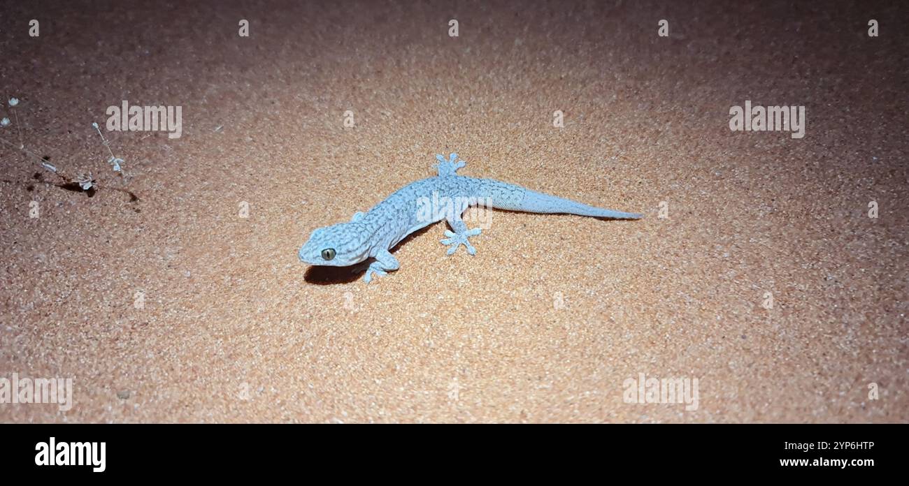 Eastern tree dtella (Gehyra versicolor Stock Photo - Alamy