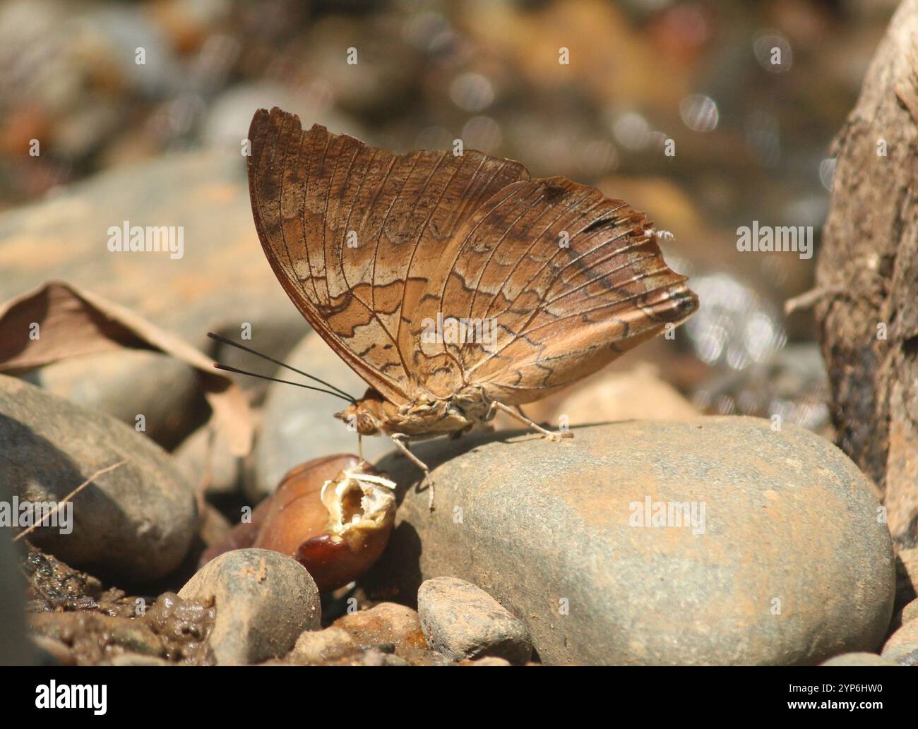 Plain Tawny Rajah (Charaxes psaphon Stock Photo - Alamy