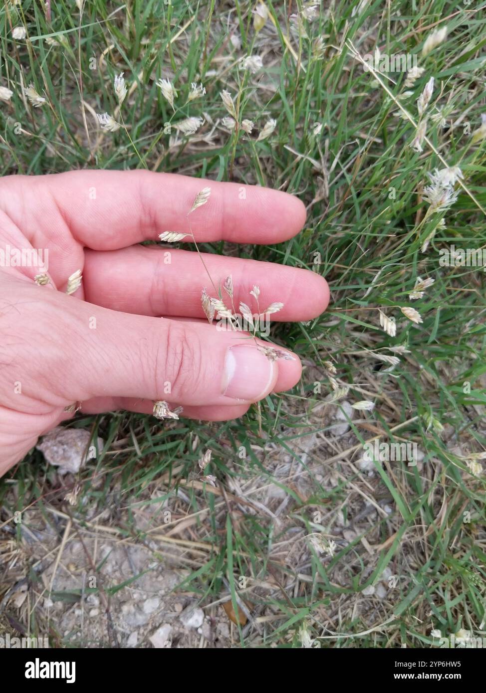 buffalograss (Bouteloua dactyloides Stock Photo - Alamy