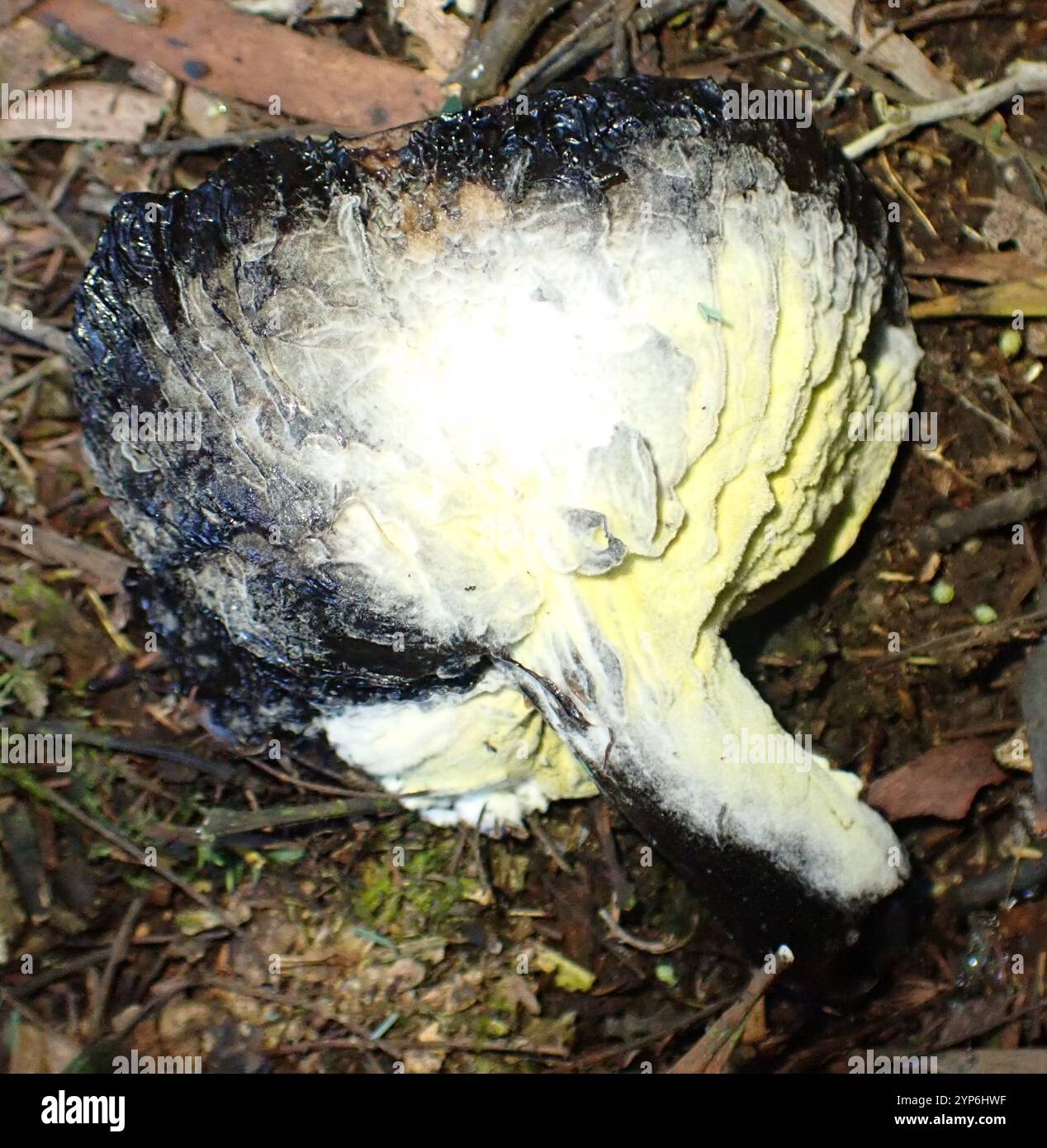 Hypomyces hi-res stock photography and images - Alamy