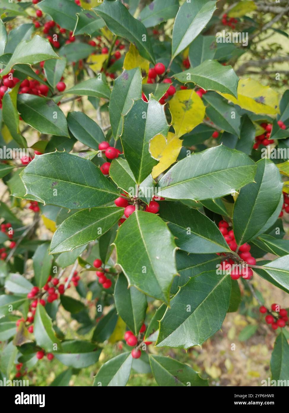 American holly (Ilex opaca Stock Photo - Alamy