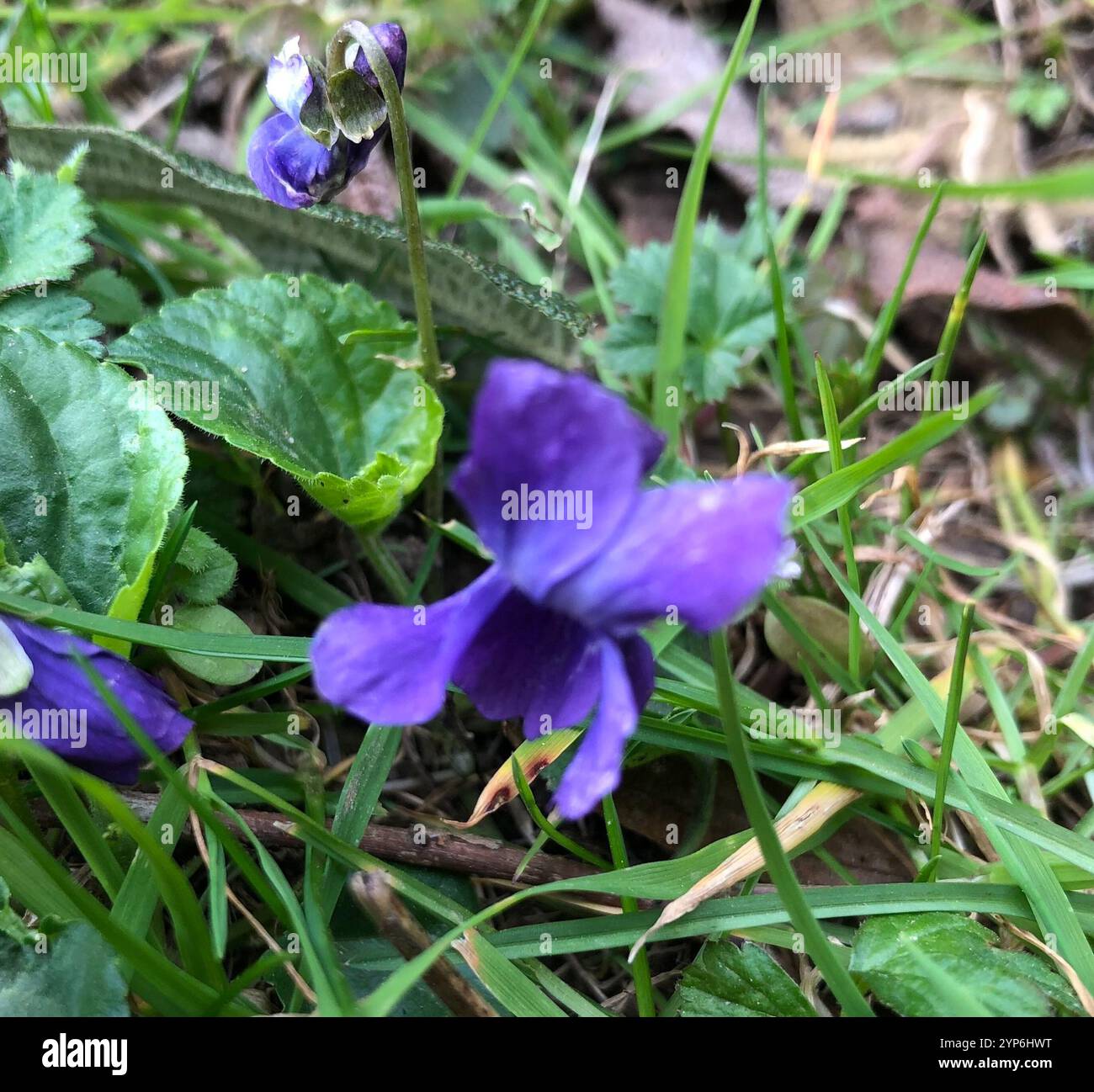 Sweet violet (Viola odorata Stock Photo - Alamy
