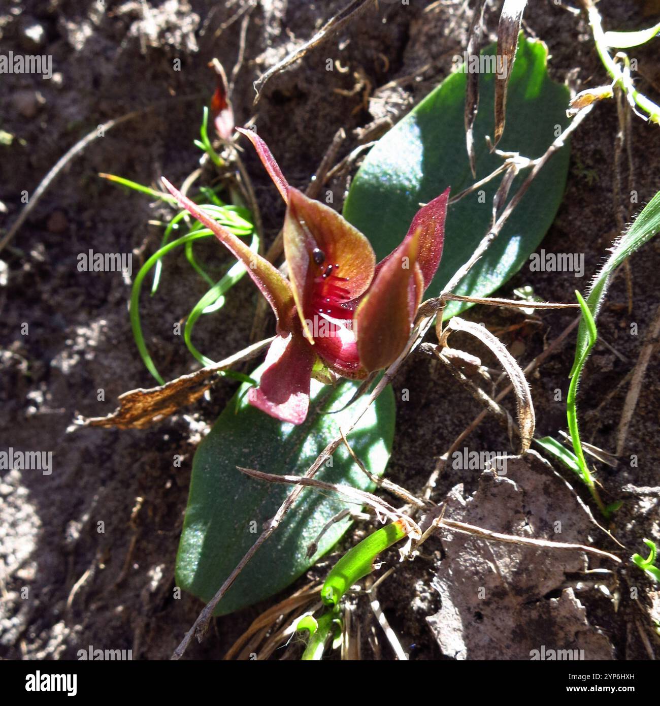 three-horned bird orchid (Chiloglottis triceratops Stock Photo - Alamy