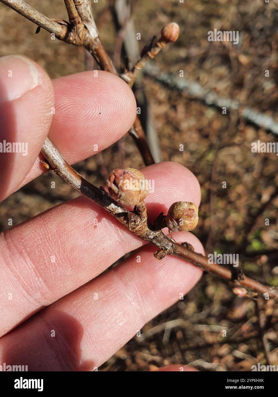 Currant Bud Mite (Cecidophyopsis ribis Stock Photo - Alamy