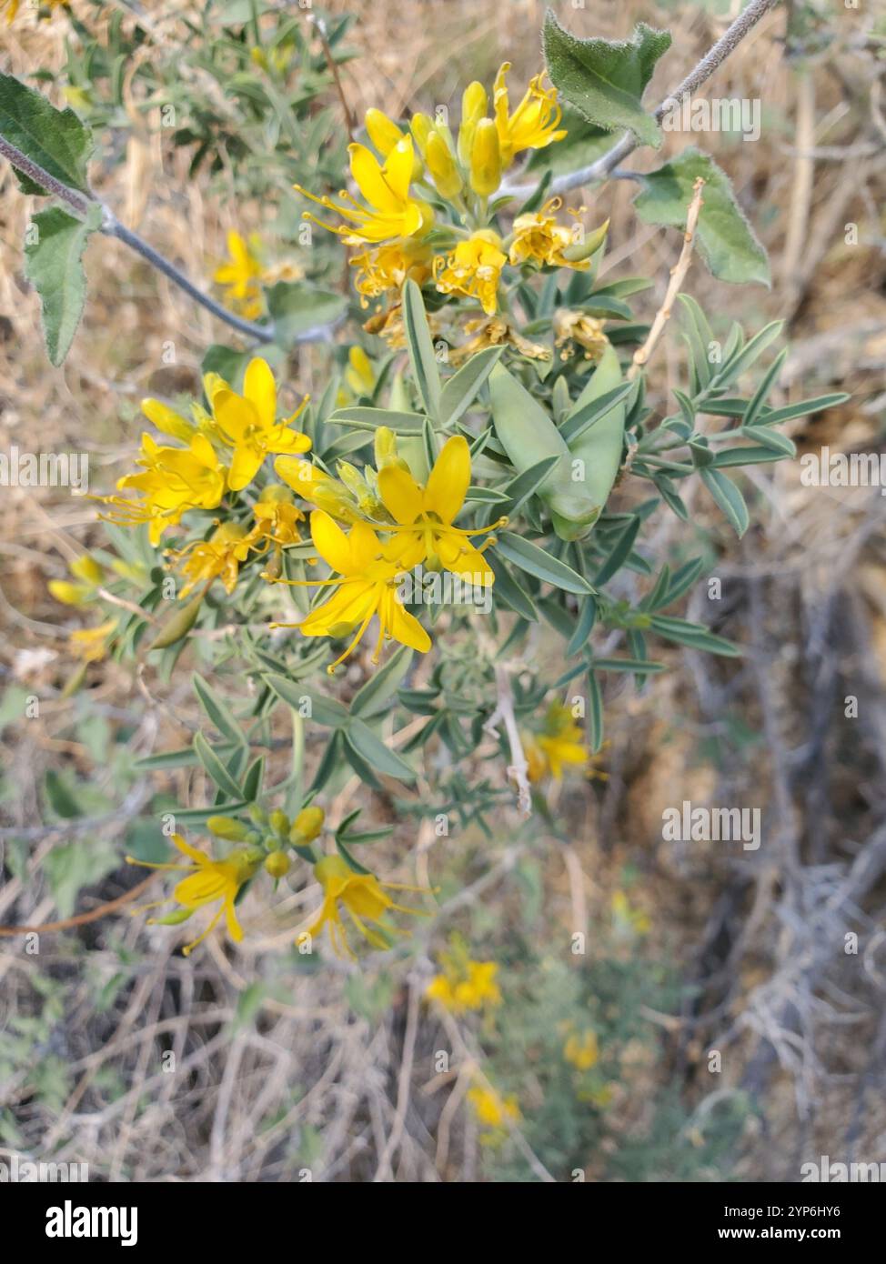 Bladderpod (Cleomella arborea Stock Photo - Alamy