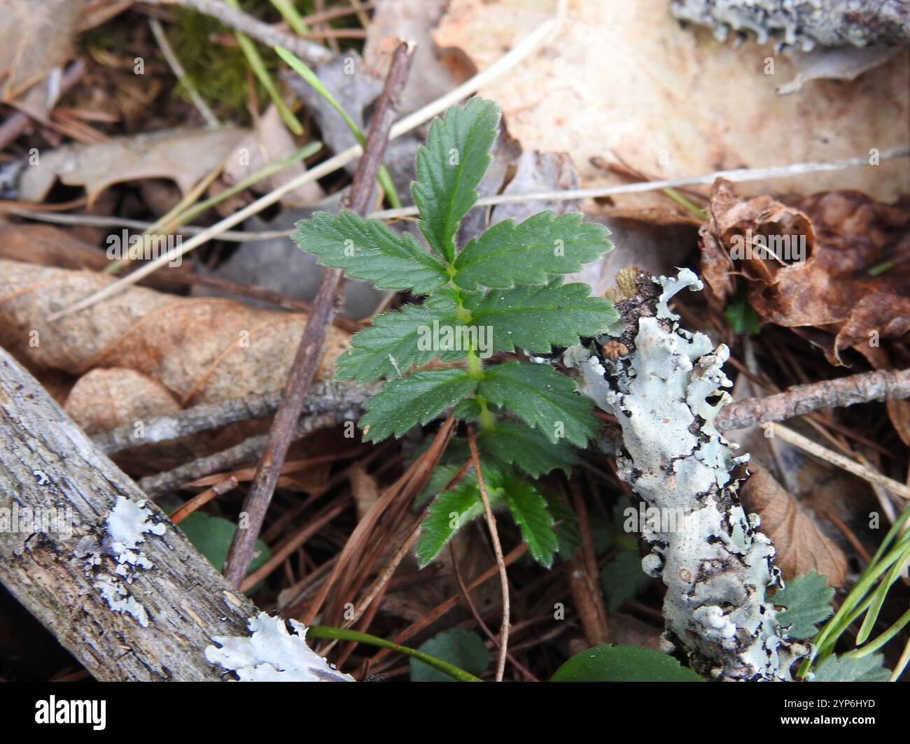 swamp agrimony (Agrimonia parviflora Stock Photo - Alamy