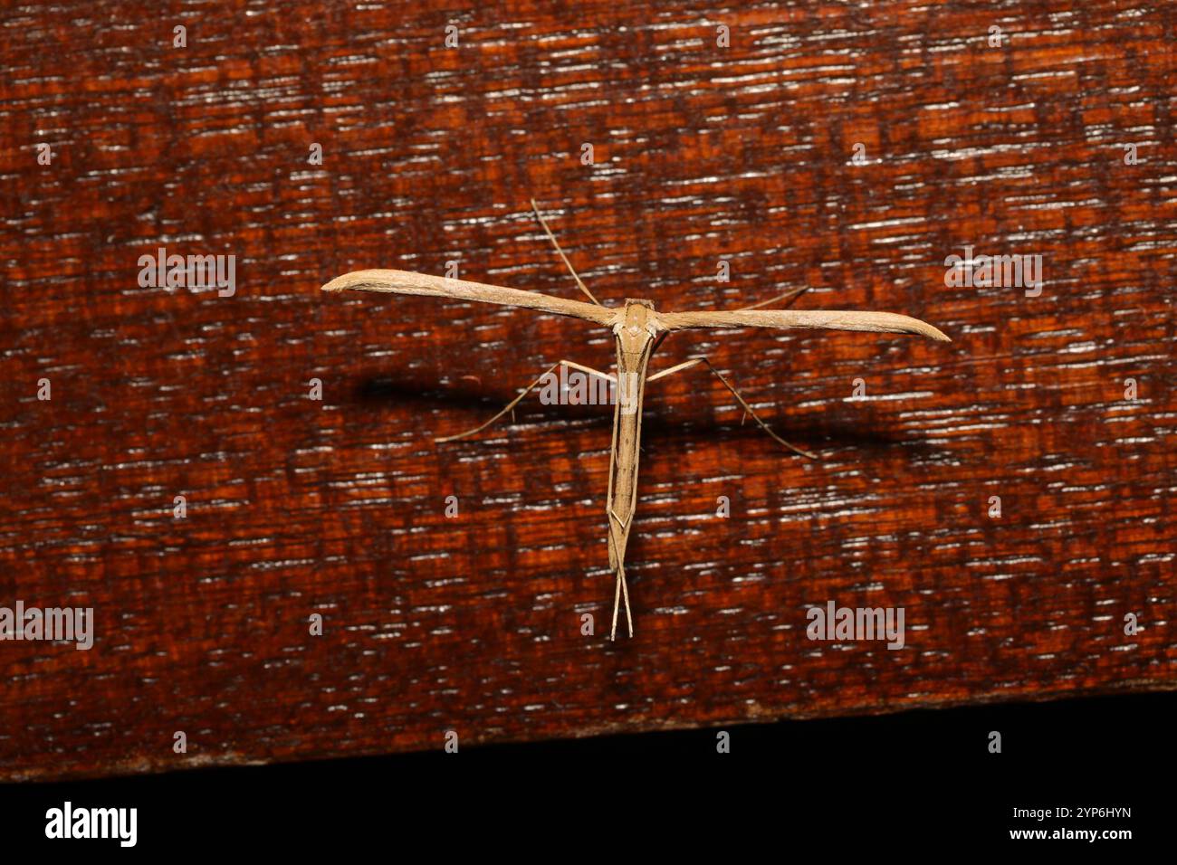 Morning-glory Plume Moth (Emmelina monodactyla Stock Photo - Alamy
