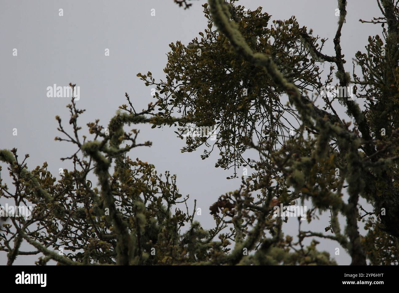 oak mistletoe (Phoradendron villosum Stock Photo - Alamy