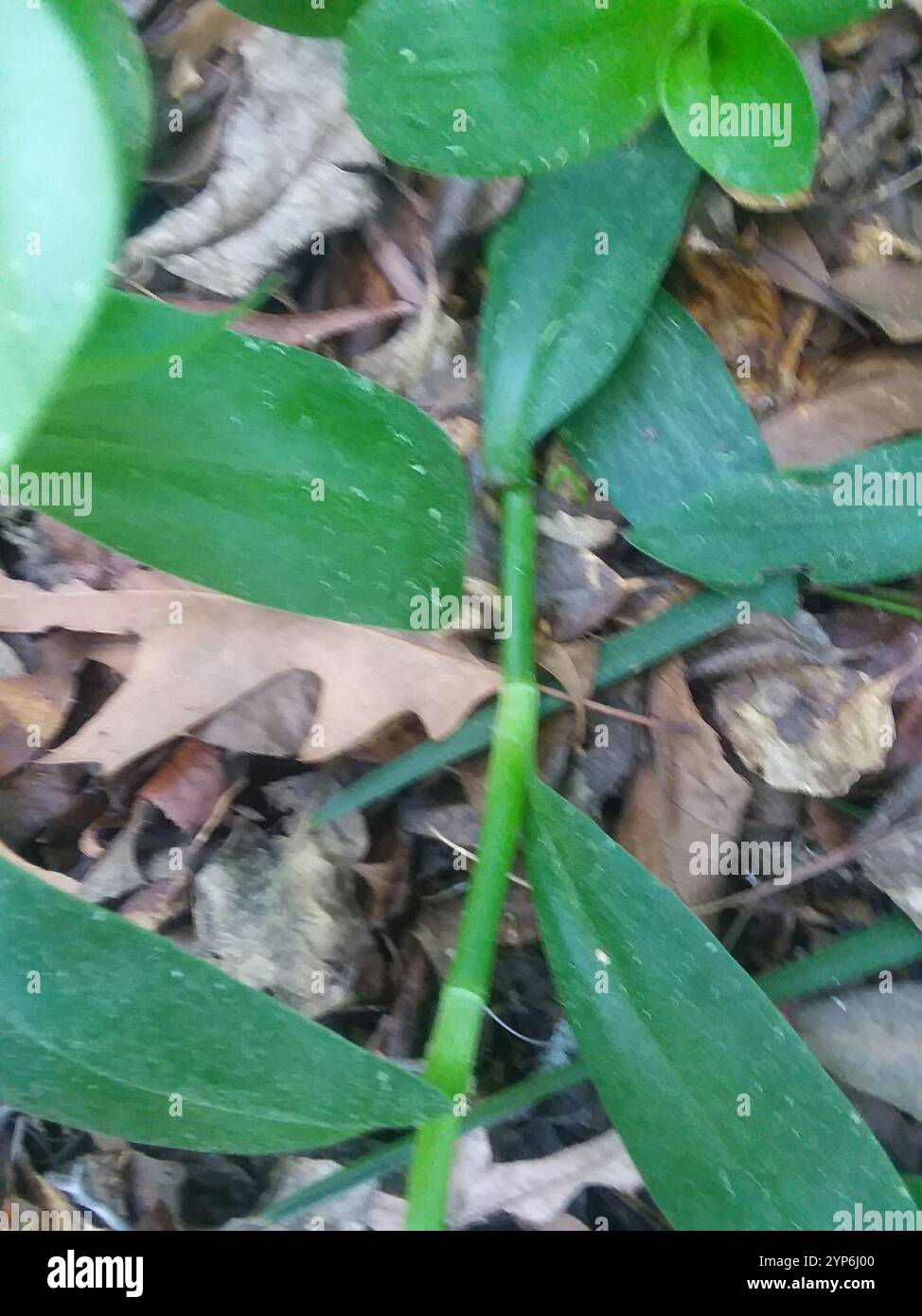 small-leaf spiderwort (Tradescantia fluminensis Stock Photo - Alamy
