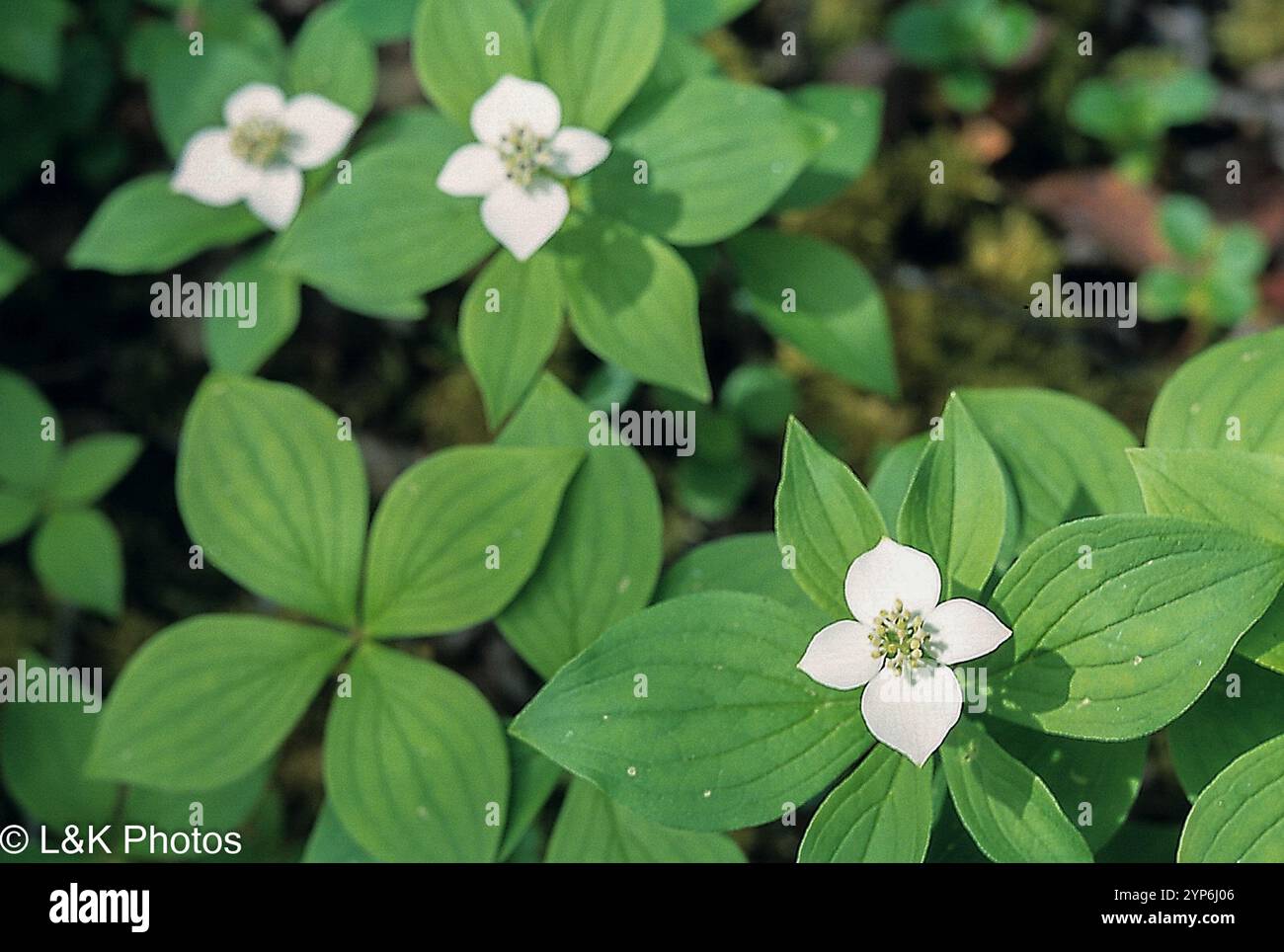Canadian bunchberry (Cornus canadensis Stock Photo - Alamy