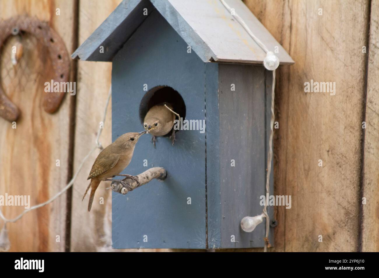 Birds passing food to each other in a birdhouse to feed their chicks ...