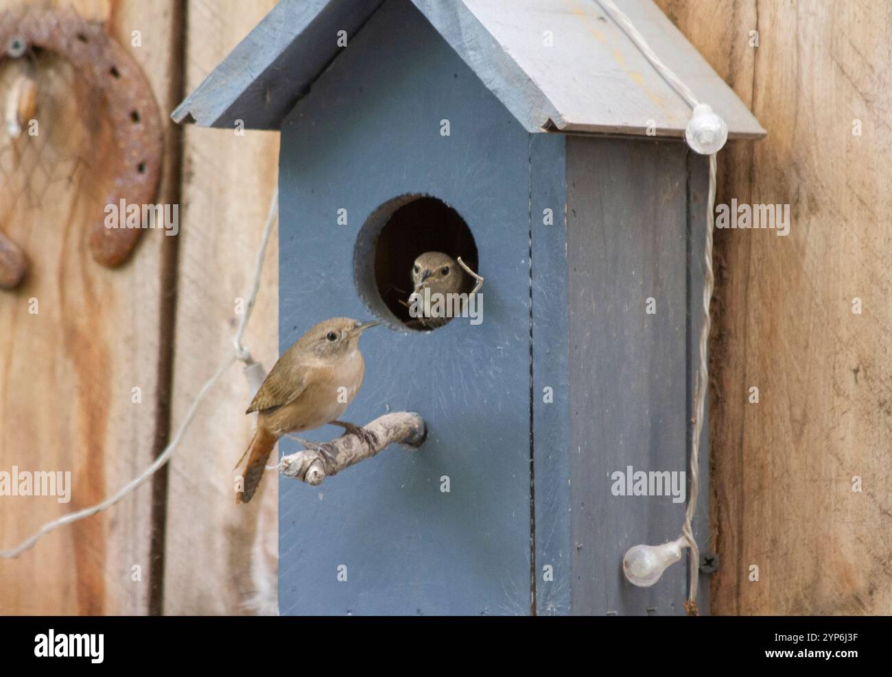 Birds passing food to each other in a birdhouse to feed their chicks ...