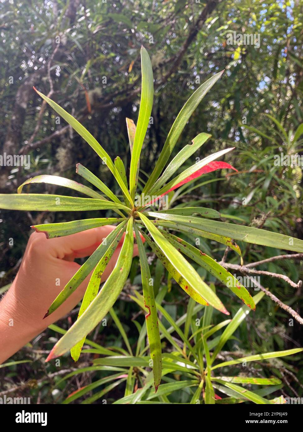Toru (Toronia toru Stock Photo - Alamy
