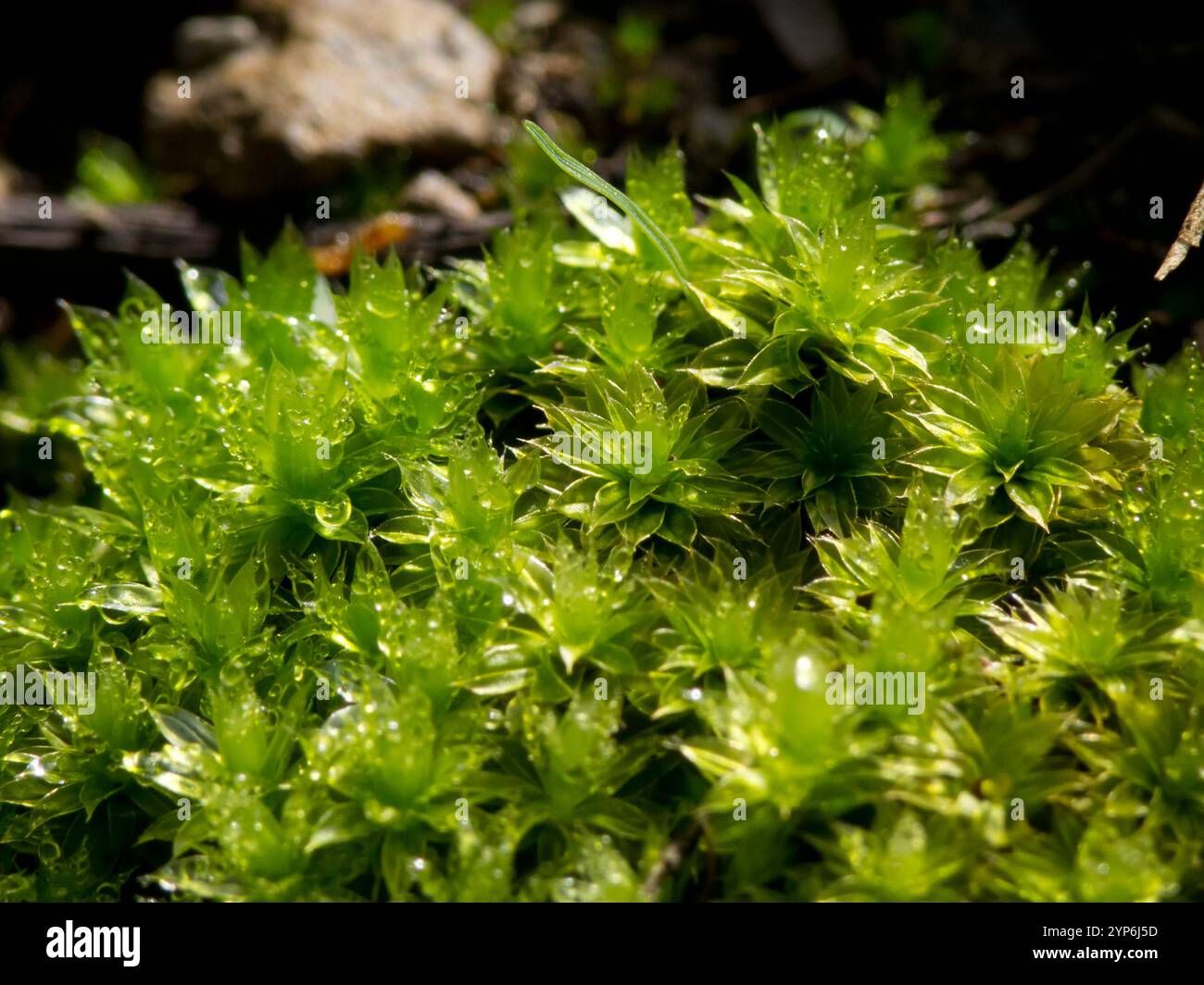 Bryaceae hi-res stock photography and images - Alamy