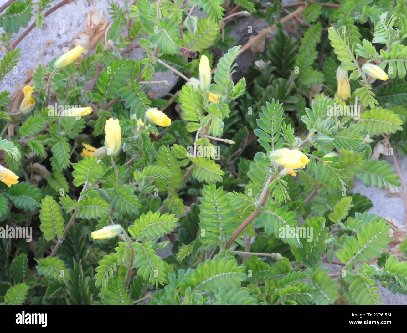 Jamaican feverplant (Tribulus cistoides Stock Photo - Alamy