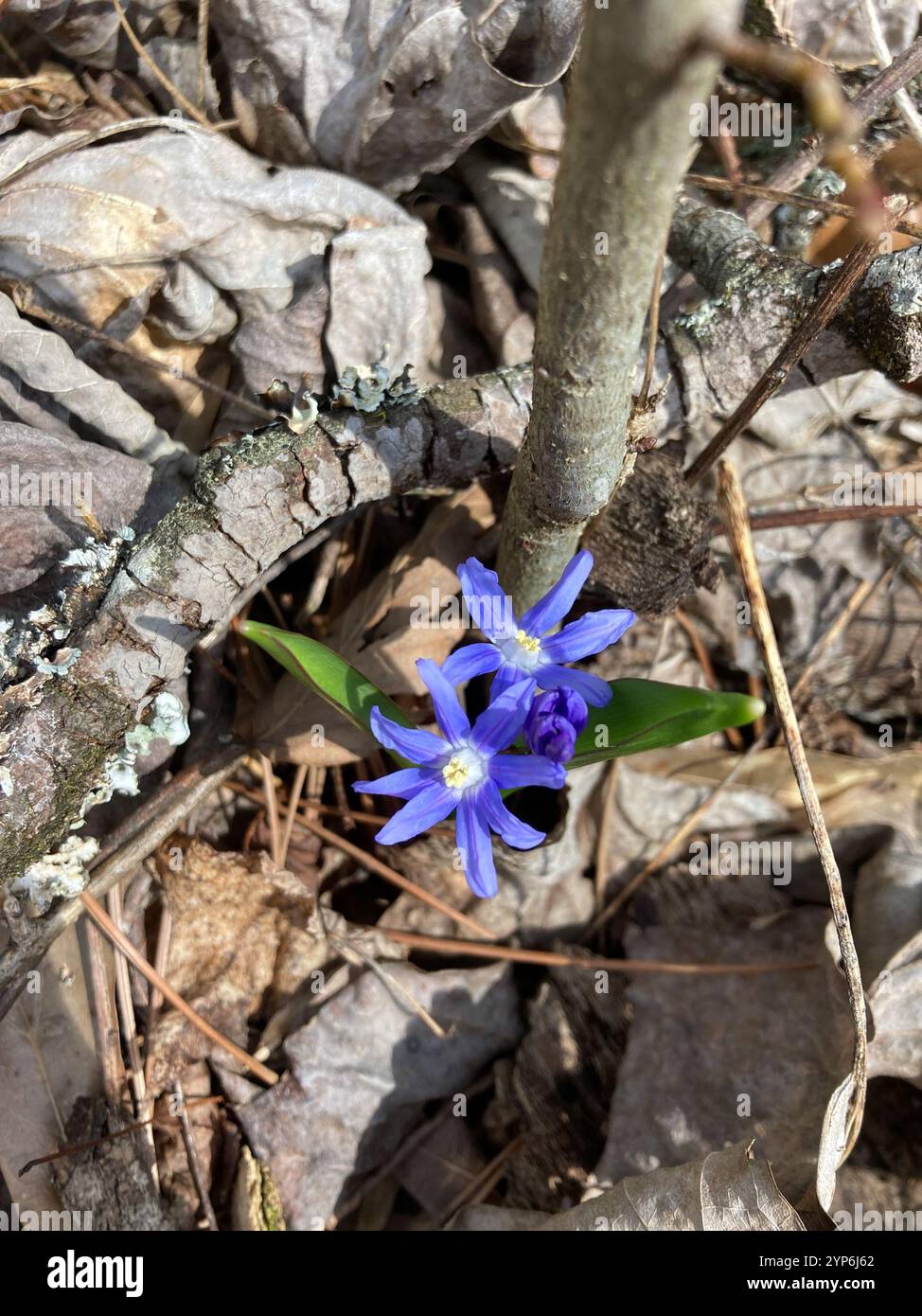 Forbes' Glory-of-the-snow (Scilla forbesii Stock Photo - Alamy