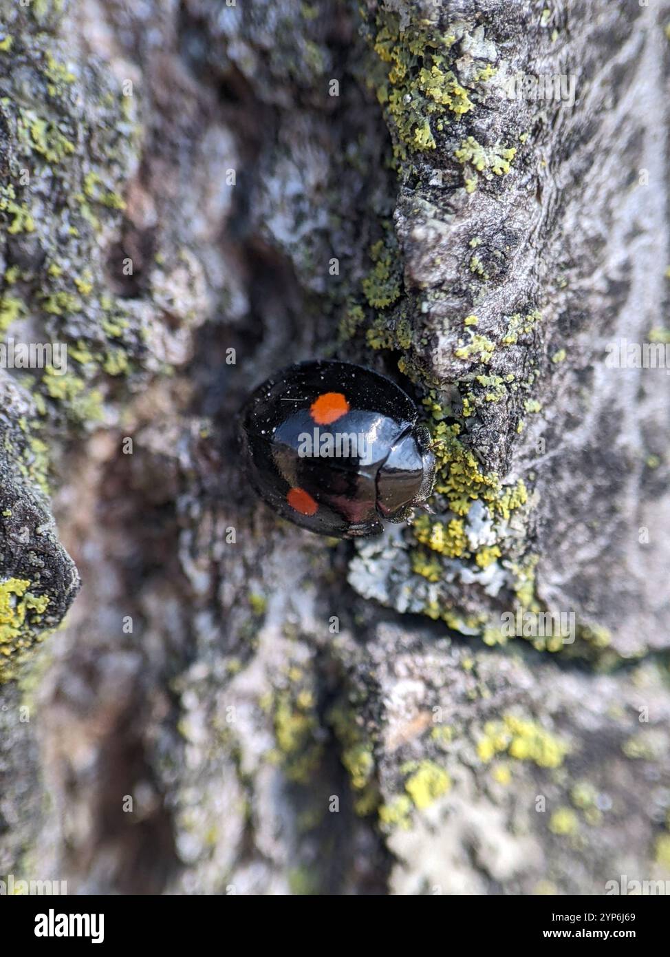 Twice-stabbed Lady Beetle (Chilocorus stigma Stock Photo - Alamy