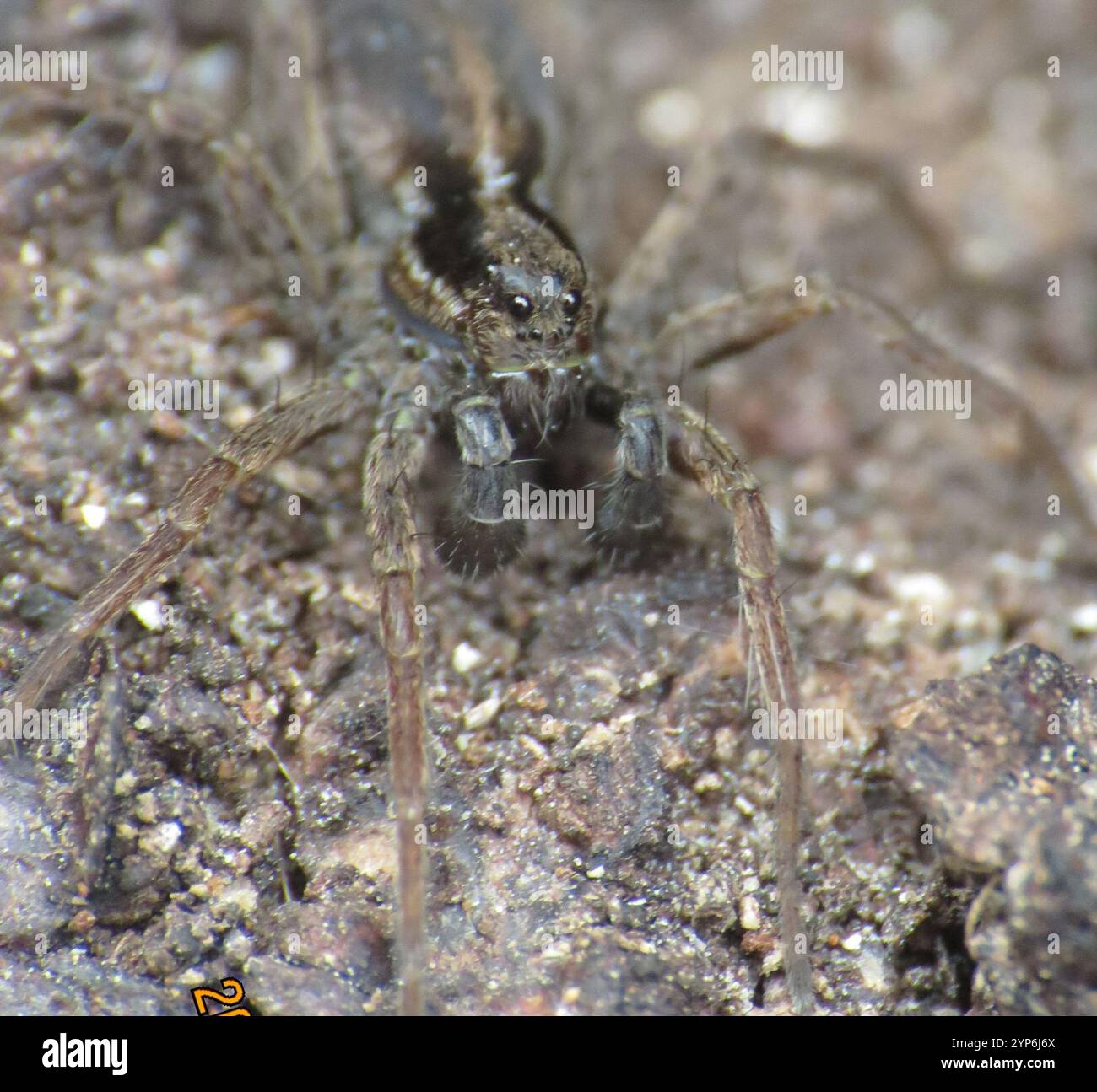 Thin-legged Wolf Spiders (Pardosa Stock Photo - Alamy