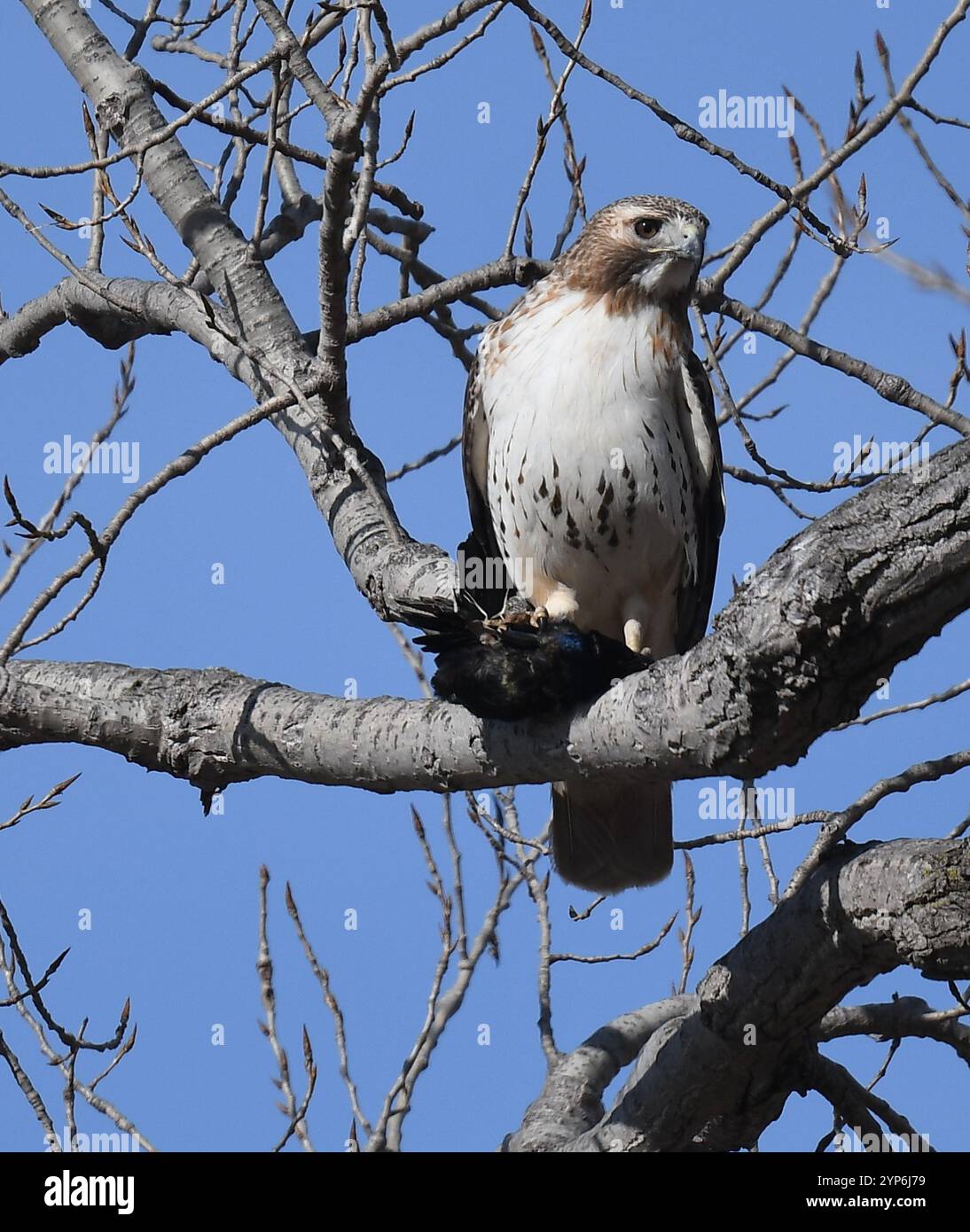 Eastern Red-tailed Hawk (Buteo jamaicensis borealis Stock Photo - Alamy