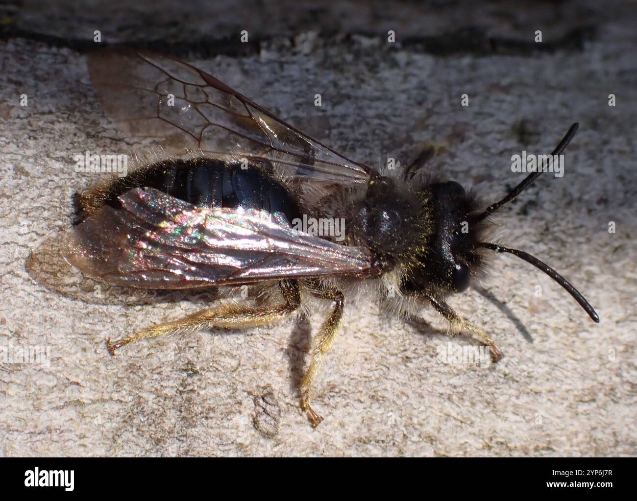 Mining Bees (Andrena Stock Photo - Alamy