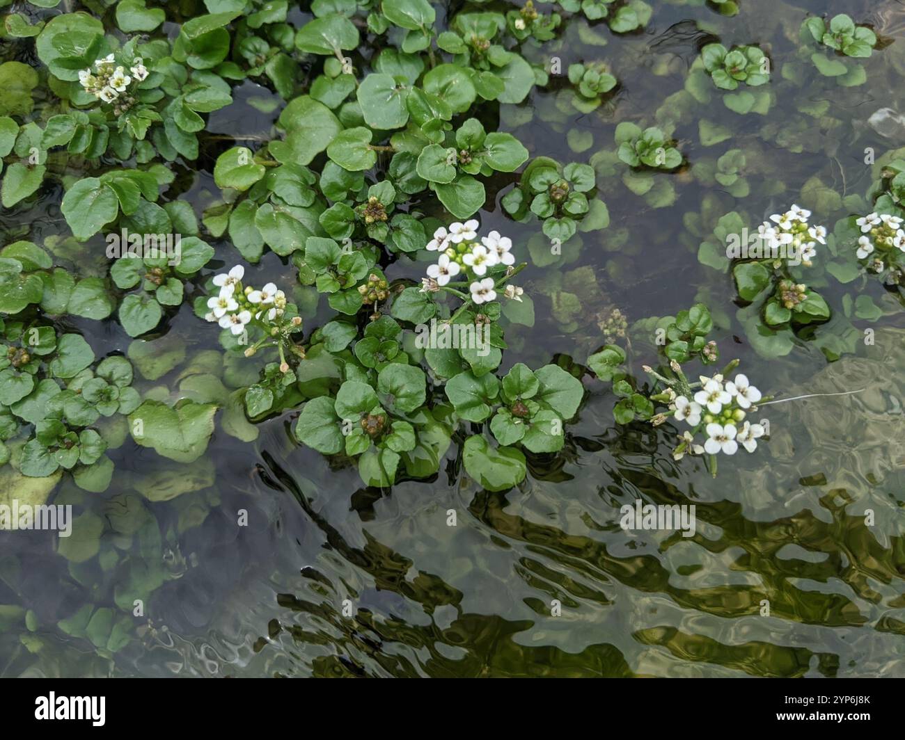 watercress (Nasturtium officinale Stock Photo - Alamy