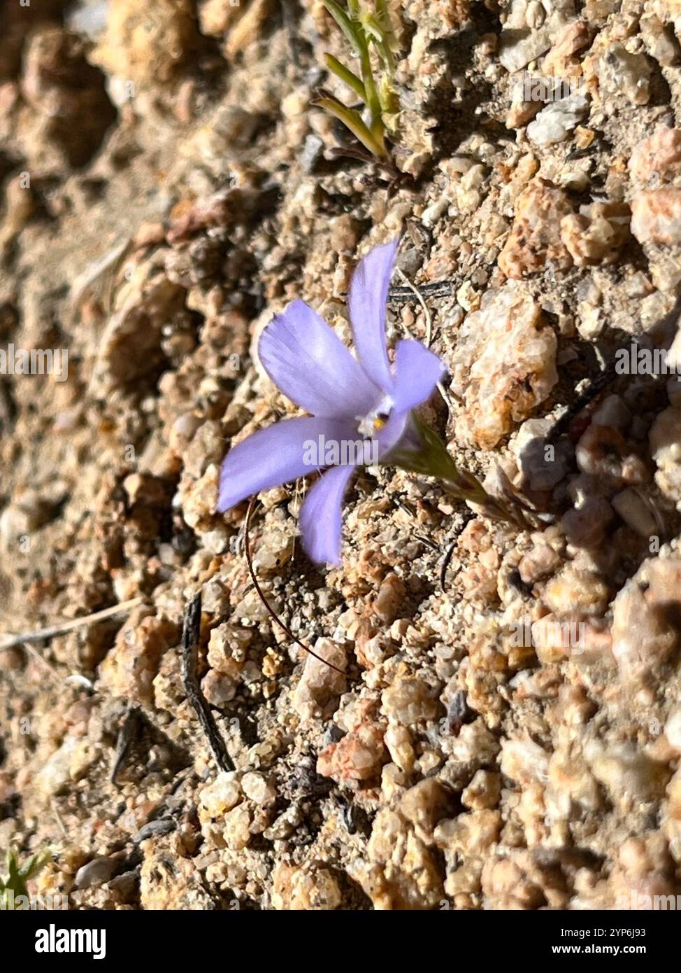 sandblossom (Linanthus parryae Stock Photo - Alamy