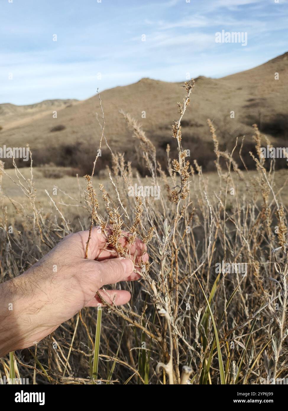 Silver Sagebrush (Artemisia cana Stock Photo - Alamy