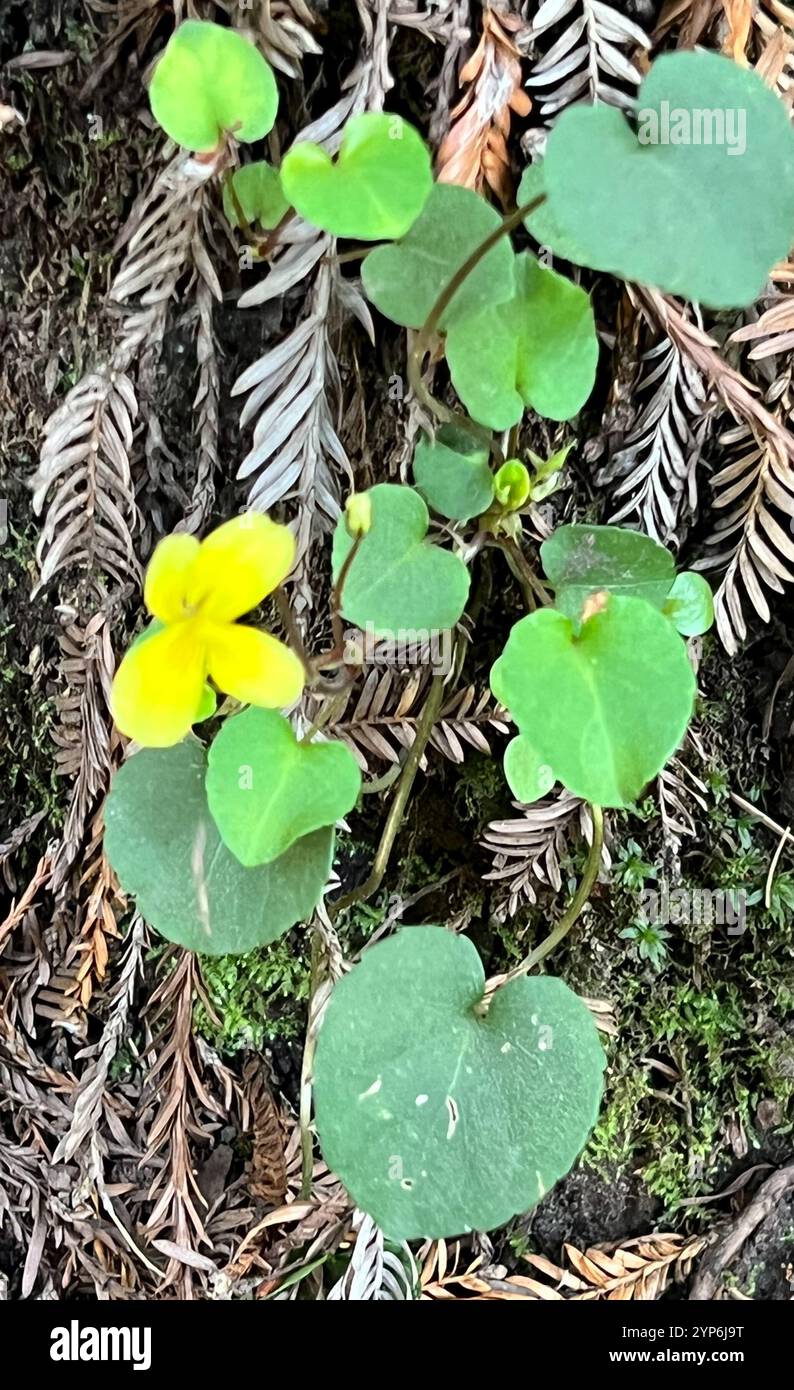 Redwood Violet (Viola sempervirens Stock Photo - Alamy