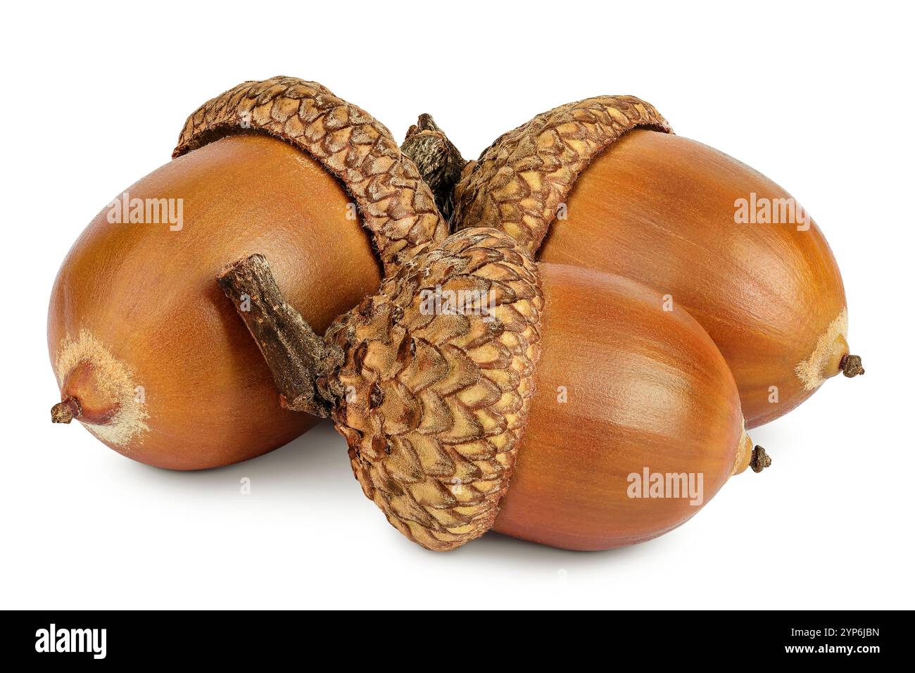 Brown acorn oak nut isolated on white background Stock Photo - Alamy