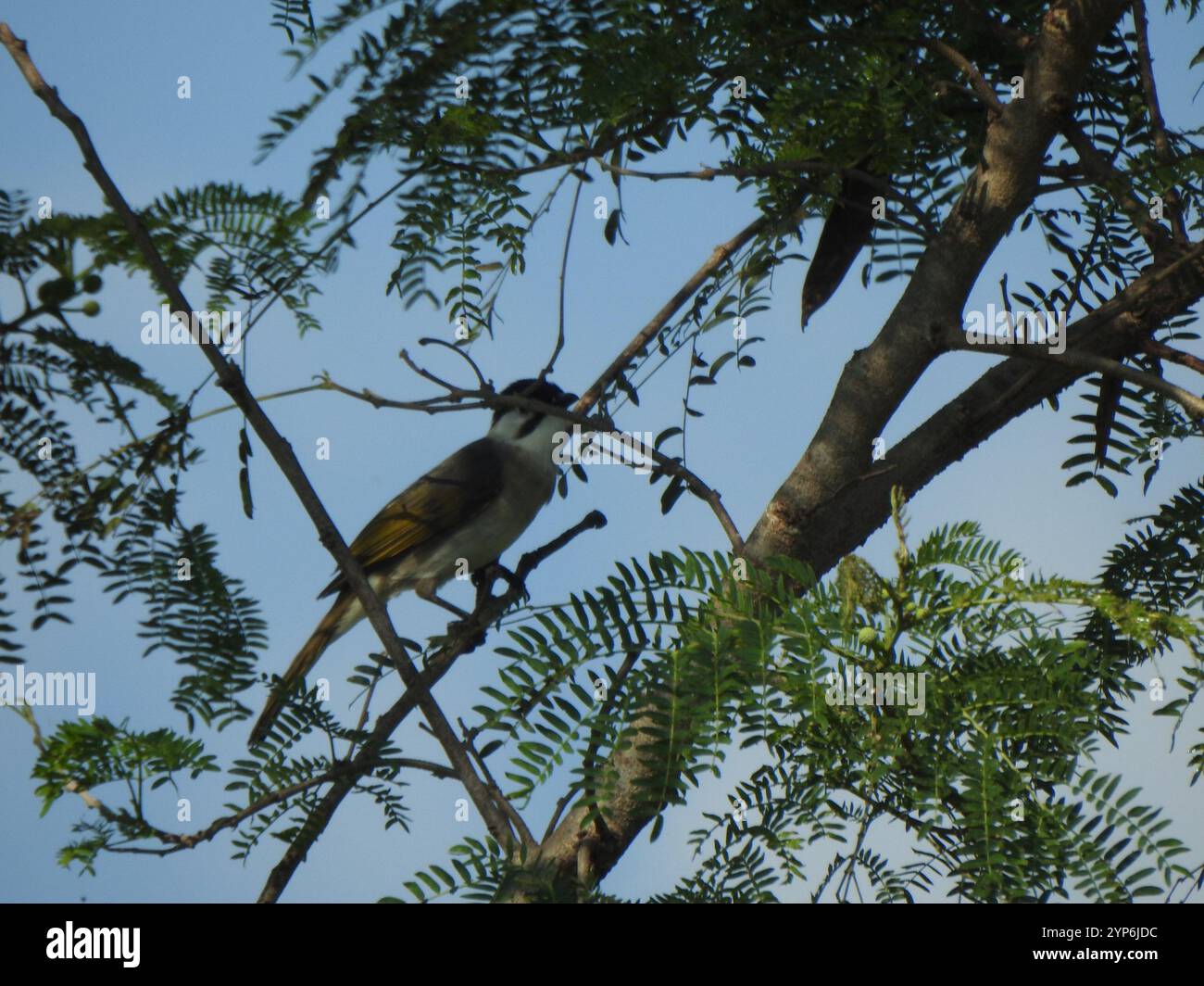 Styan's Bulbul (Pycnonotus taivanus Stock Photo - Alamy