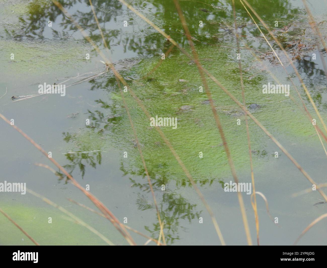 green algae (Chlorophyta Stock Photo - Alamy