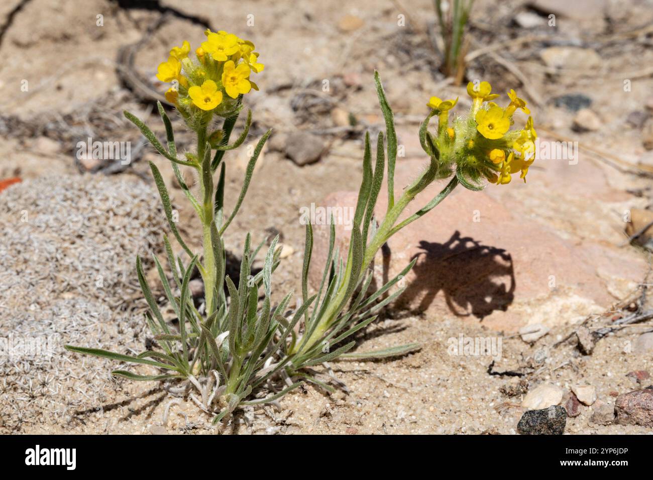 Brenda's Yellow Cryptantha (Oreocarya flava Stock Photo - Alamy