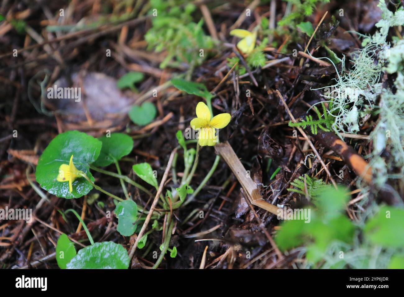 Redwood Violet (Viola sempervirens Stock Photo - Alamy