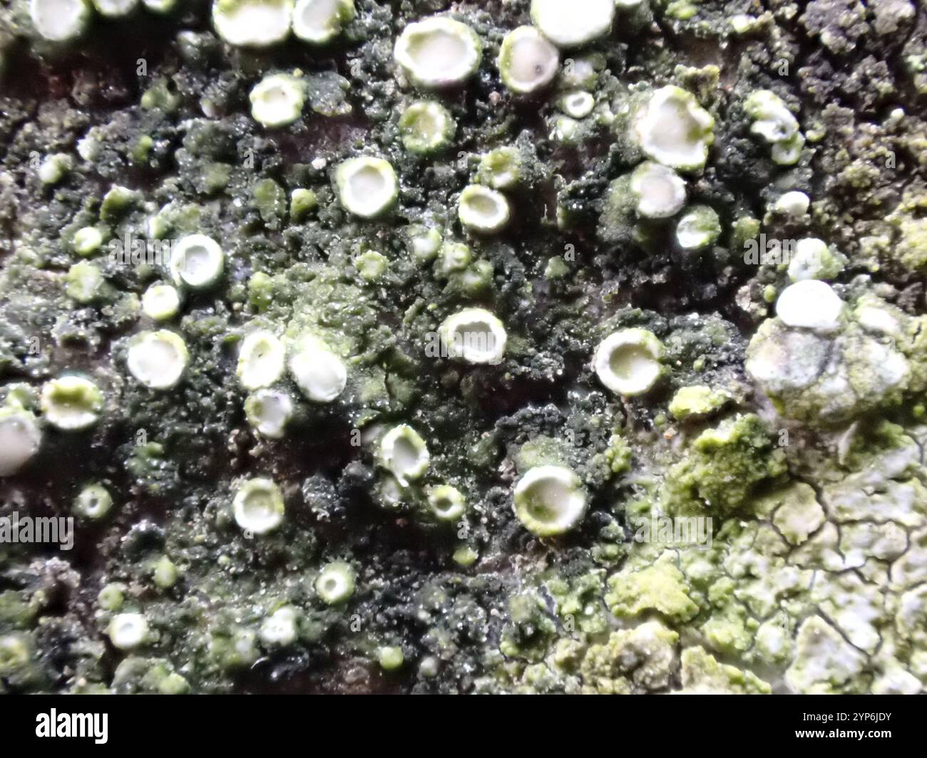 rim lichens, disc lichens, and allies (Lecanoraceae Stock Photo - Alamy