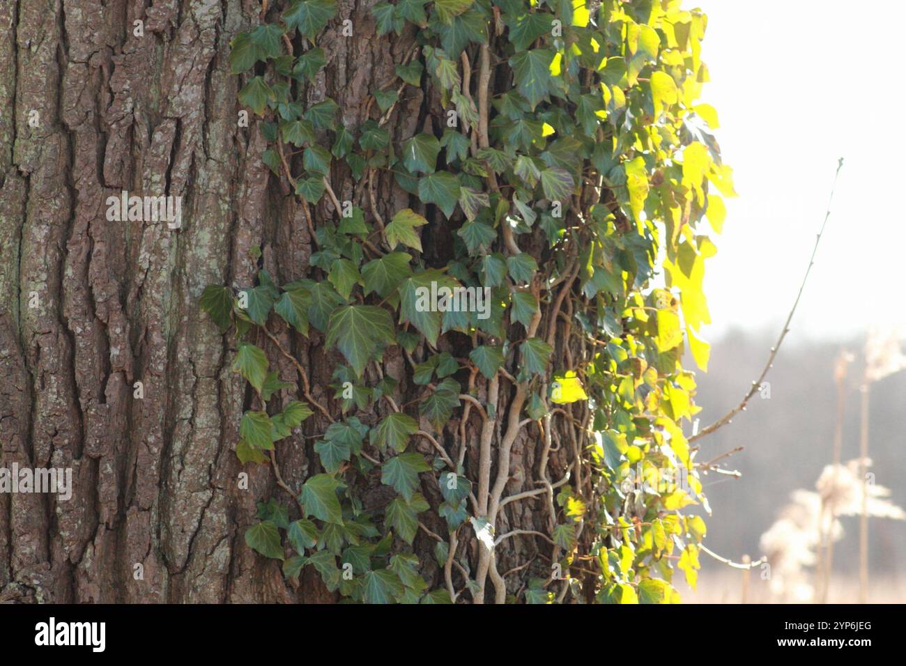 common ivy (Hedera helix Stock Photo - Alamy