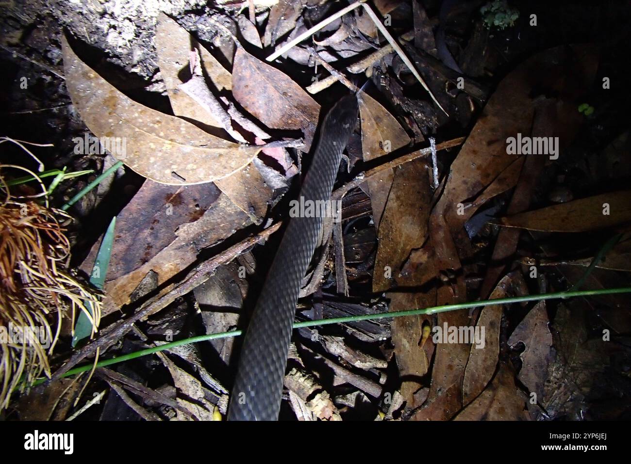Cryptophis hi-res stock photography and images - Alamy