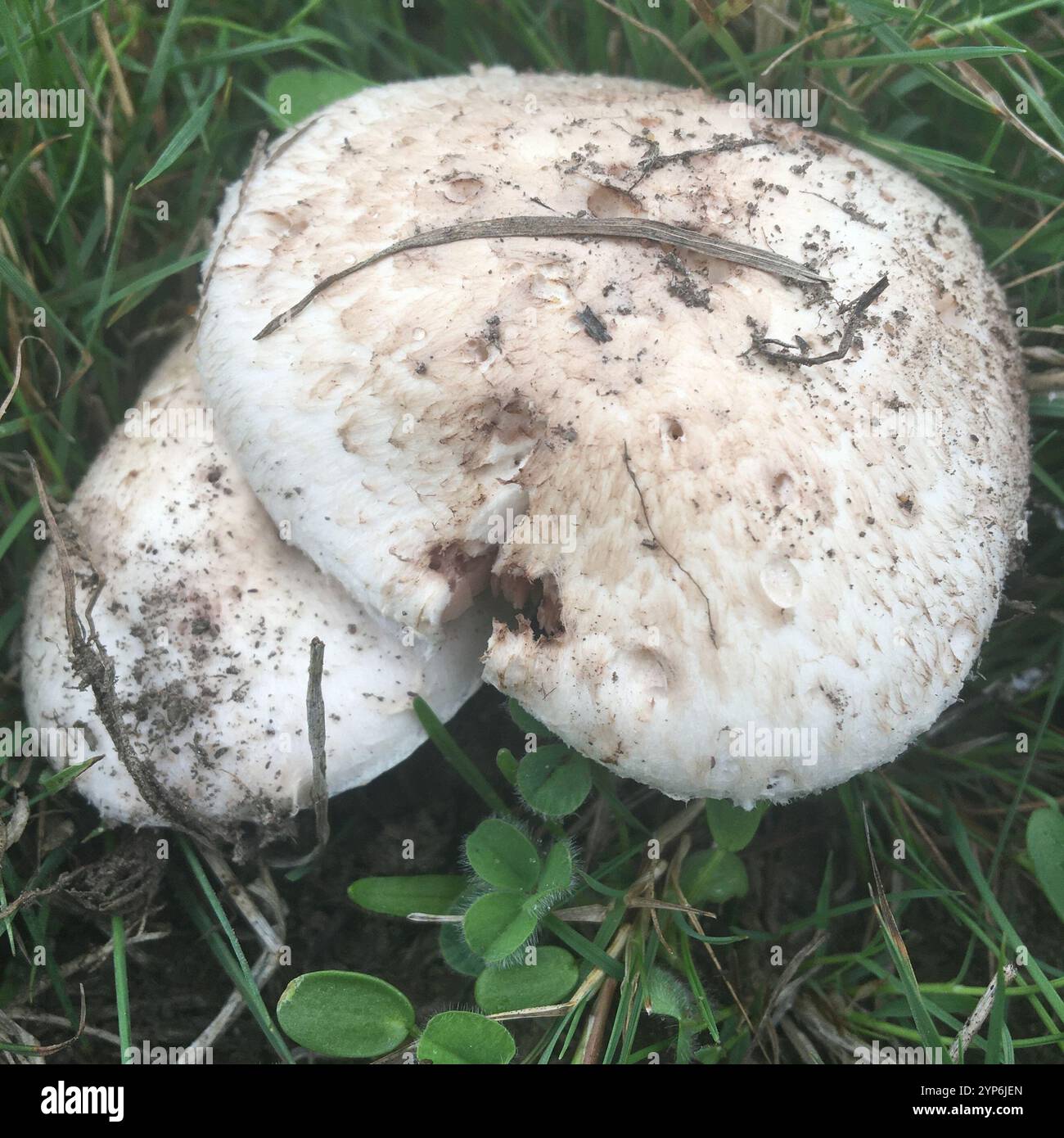 Meadow Mushroom (Agaricus campestris Stock Photo - Alamy