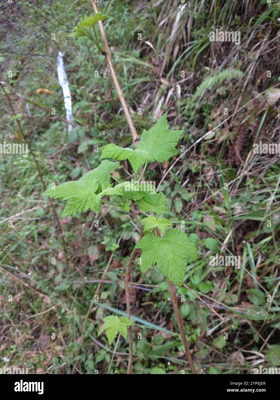 thimbleberry (Rubus parviflorus Stock Photo - Alamy