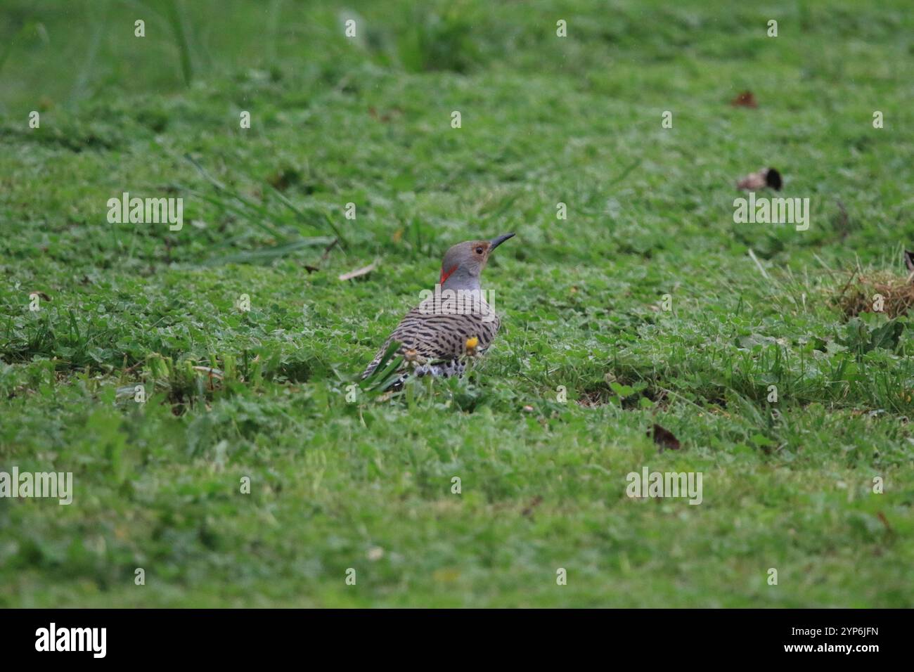 Northern Flicker (Colaptes auratus Stock Photo - Alamy