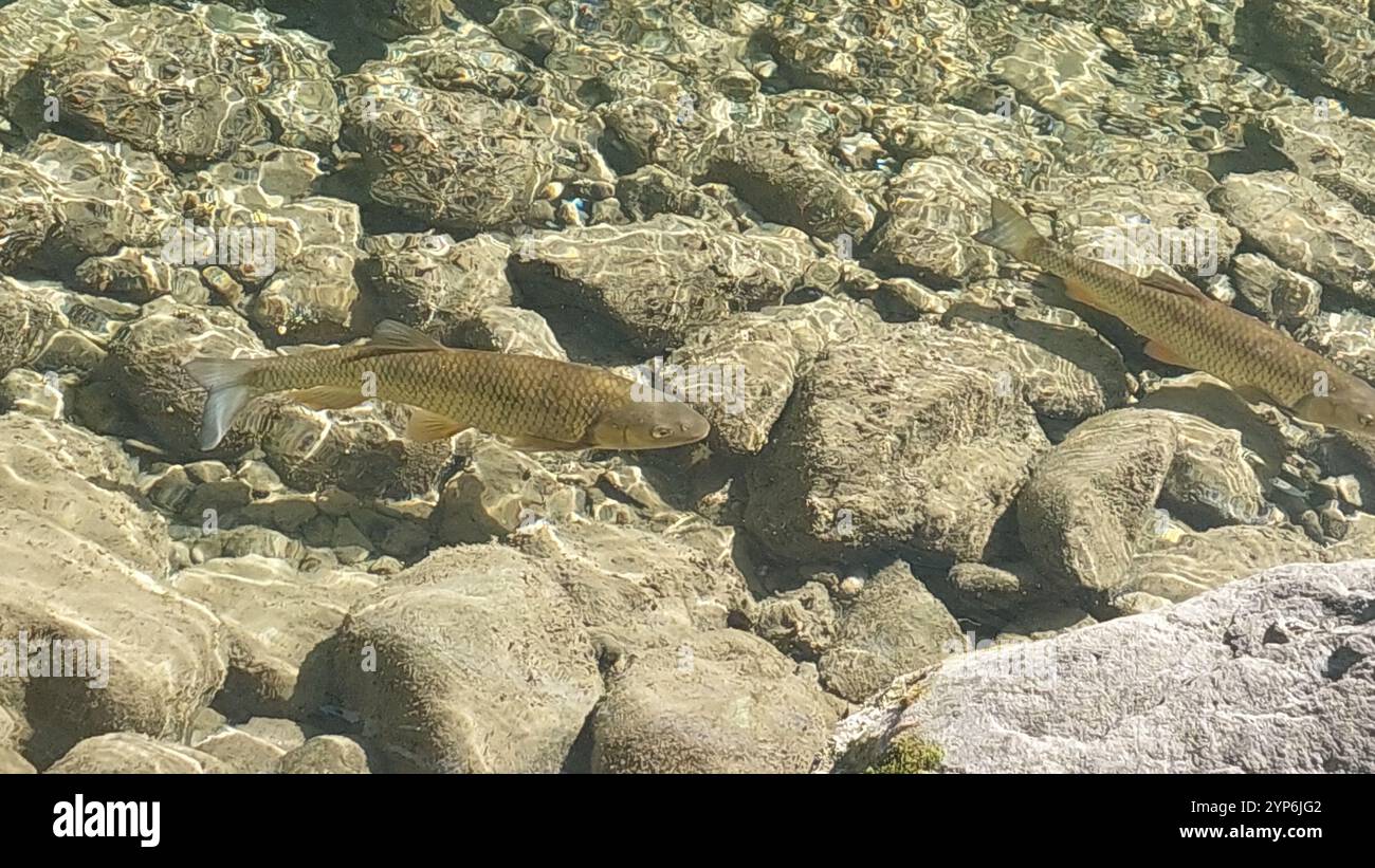 European chub (Squalius cephalus Stock Photo - Alamy