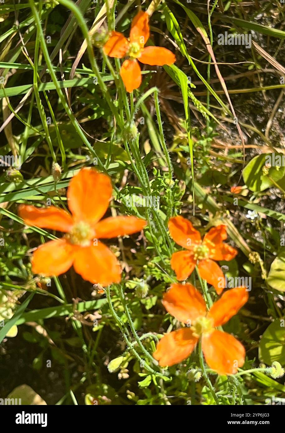 fire poppy (Papaver californicum Stock Photo - Alamy