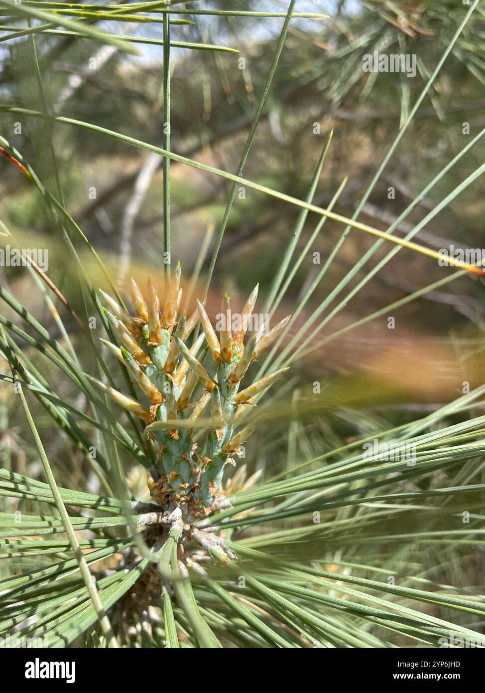 gray pine (Pinus sabiniana Stock Photo - Alamy