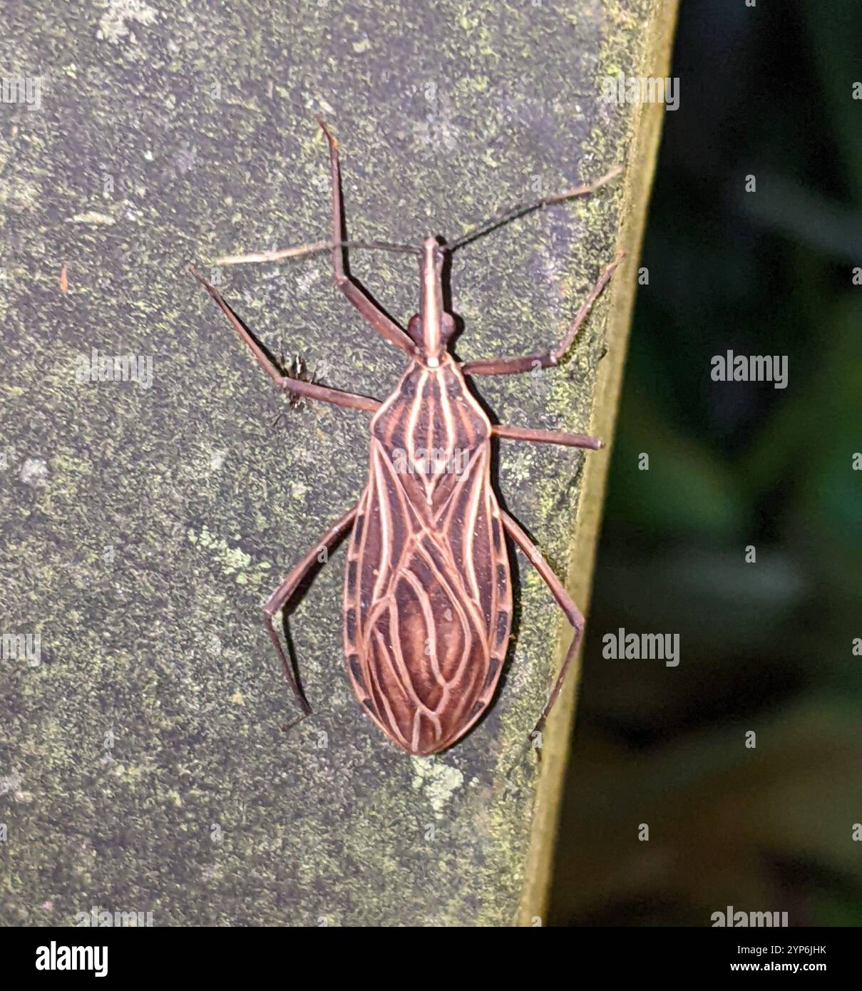 Rhodnius hi-res stock photography and images - Alamy