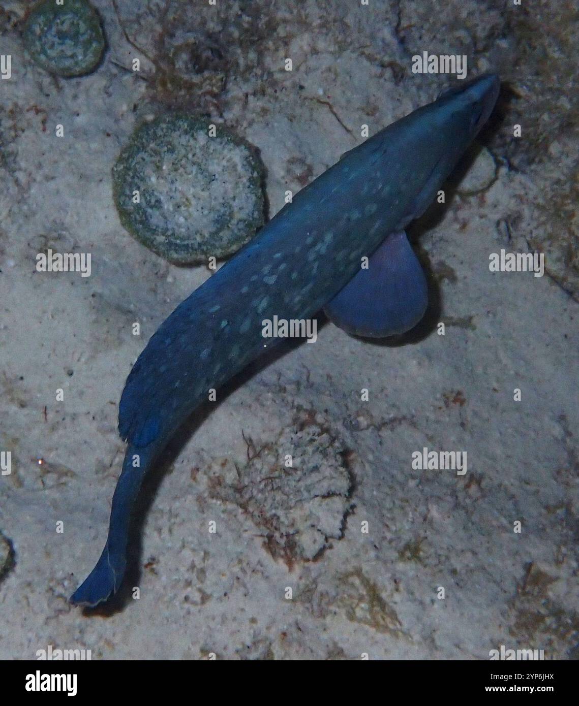 Greater Soapfish (Rypticus saponaceus Stock Photo - Alamy