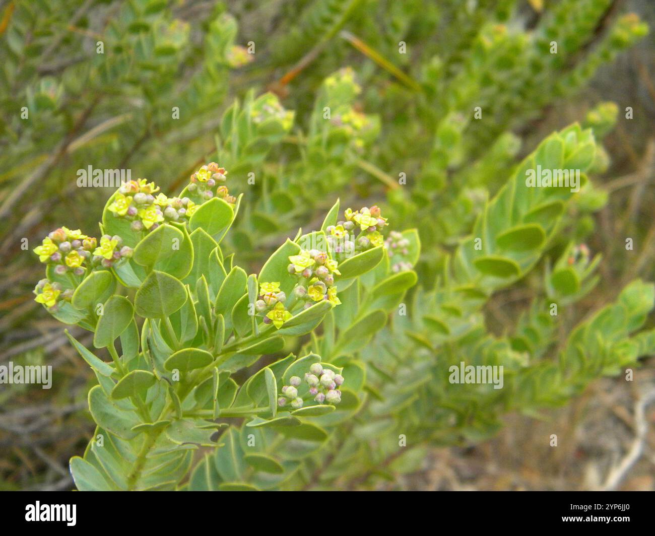 Cape Sumach (Colpoon compressum Stock Photo - Alamy