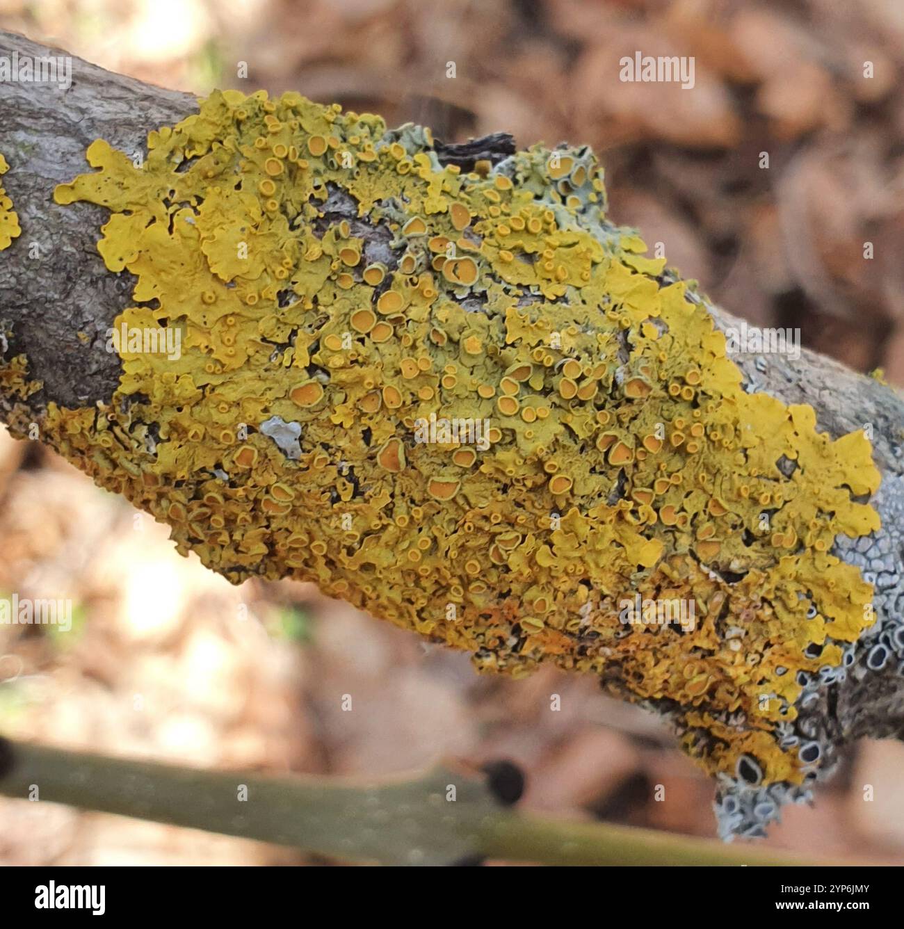 Common Sunburst Lichen (Xanthoria parietina Stock Photo - Alamy