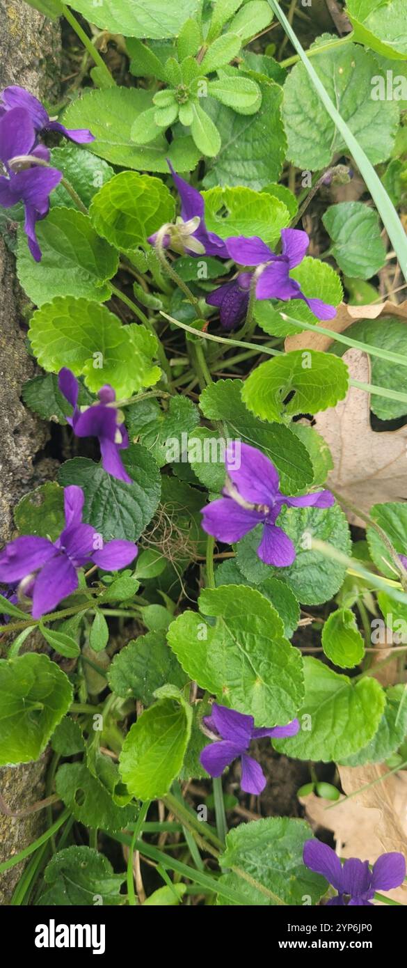 Sweet violet (Viola odorata Stock Photo - Alamy